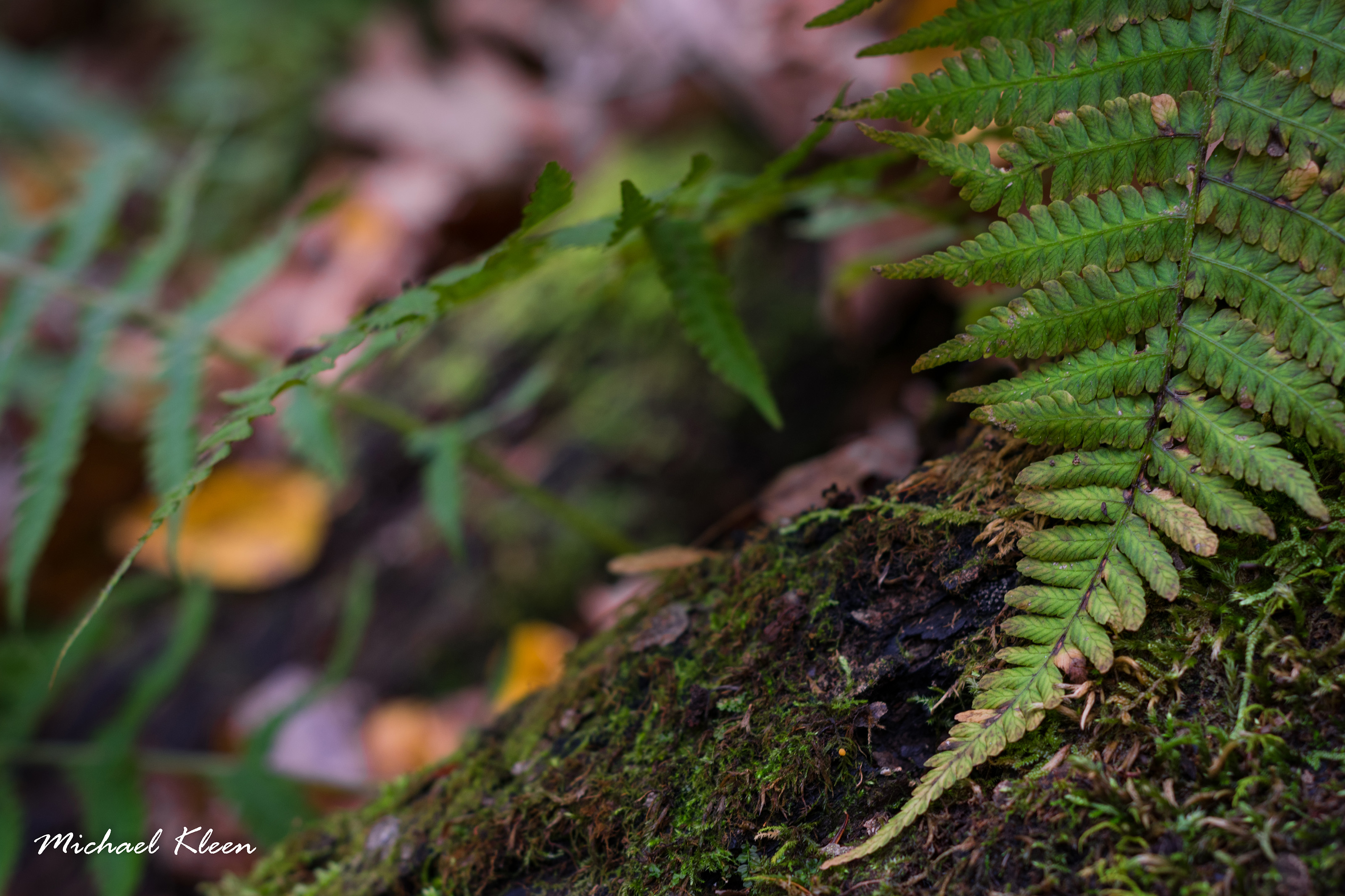 An Afternoon at Labrador Hollow and Tinker Falls – M.A. Kleen